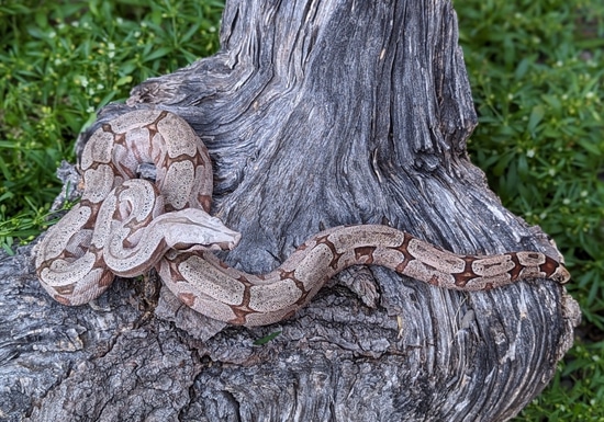 FALL SALE - Bolivian Boa Short-Tailed Boa Constrictor by Sonja K ...