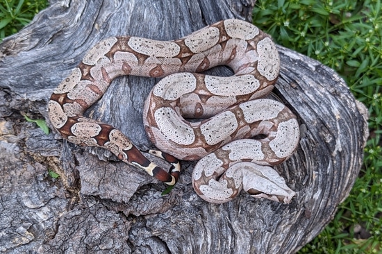 FALL SALE - Bolivian Boa Short-Tailed Boa Constrictor by Sonja K ...