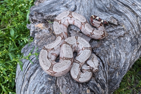 Bolivian Boa Short-Tailed Boa Constrictor by Sonja K. Reptiles LLC