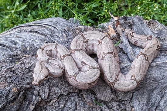New Photos - Bolivian Boa Short-Tailed Boa Constrictor by Sonja K ...
