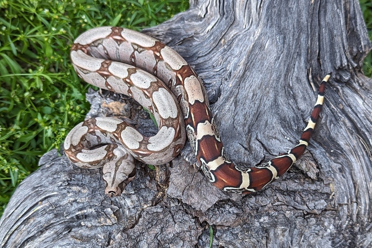 Suriname True Red-tailed Boa Constrictor by Sonja K. Reptiles LLC ...