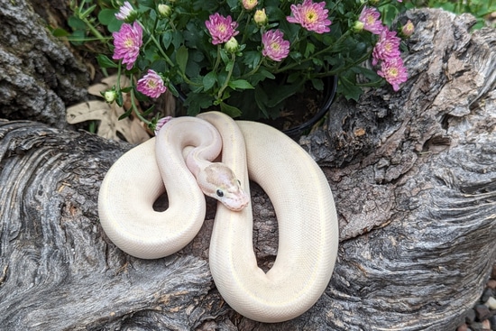 Ivory Ball Python by Sonja K. Reptiles LLC