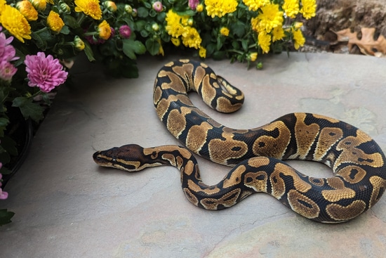 FALL SALE - Special Ball Python by Sonja K. Reptiles LLC