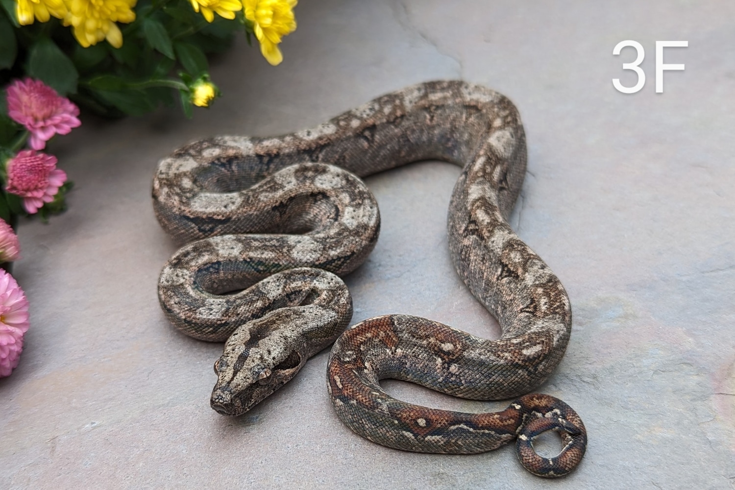 Tarahumara Boa Constrictor by Sonja K. Reptiles LLC - MorphMarket