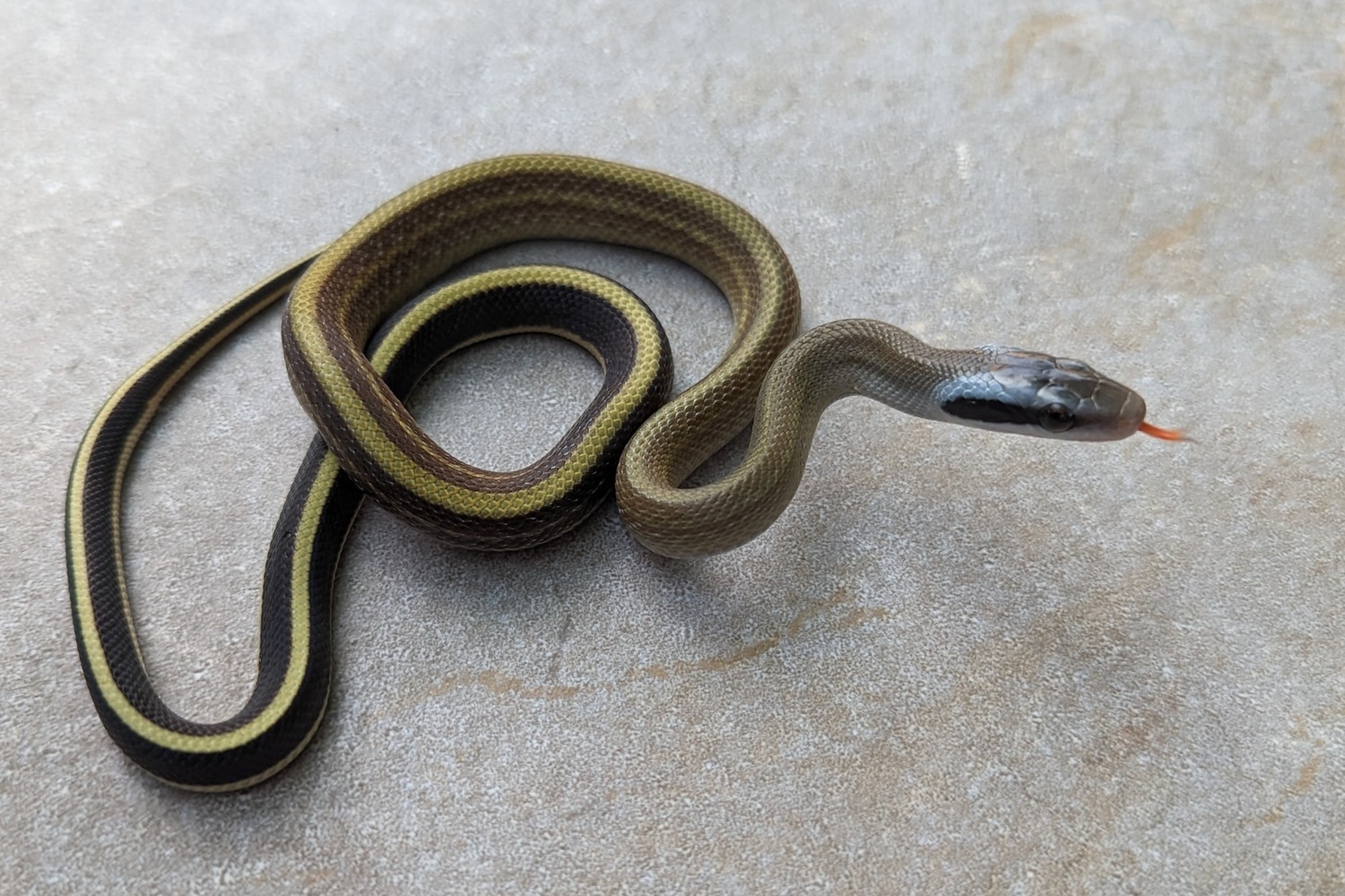 Cave Dwelling Beauty Rat Snake by Sonja K. Reptiles LLC - MorphMarket