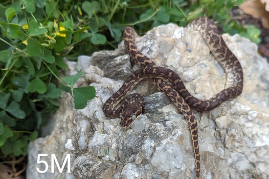 Roughscale Python Rough-Scaled Python by Sonja K. Reptiles LLC