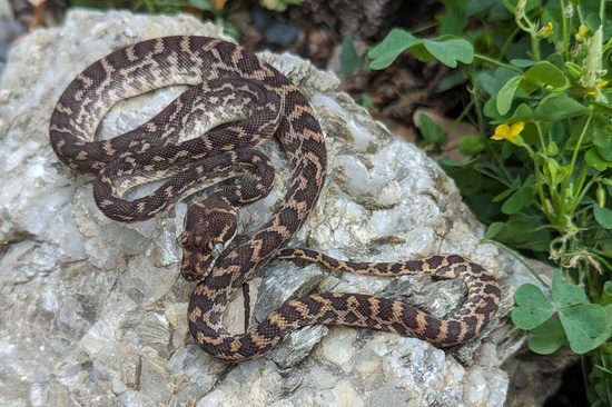 Roughscale Python Rough-Scaled Python by Sonja K. Reptiles LLC