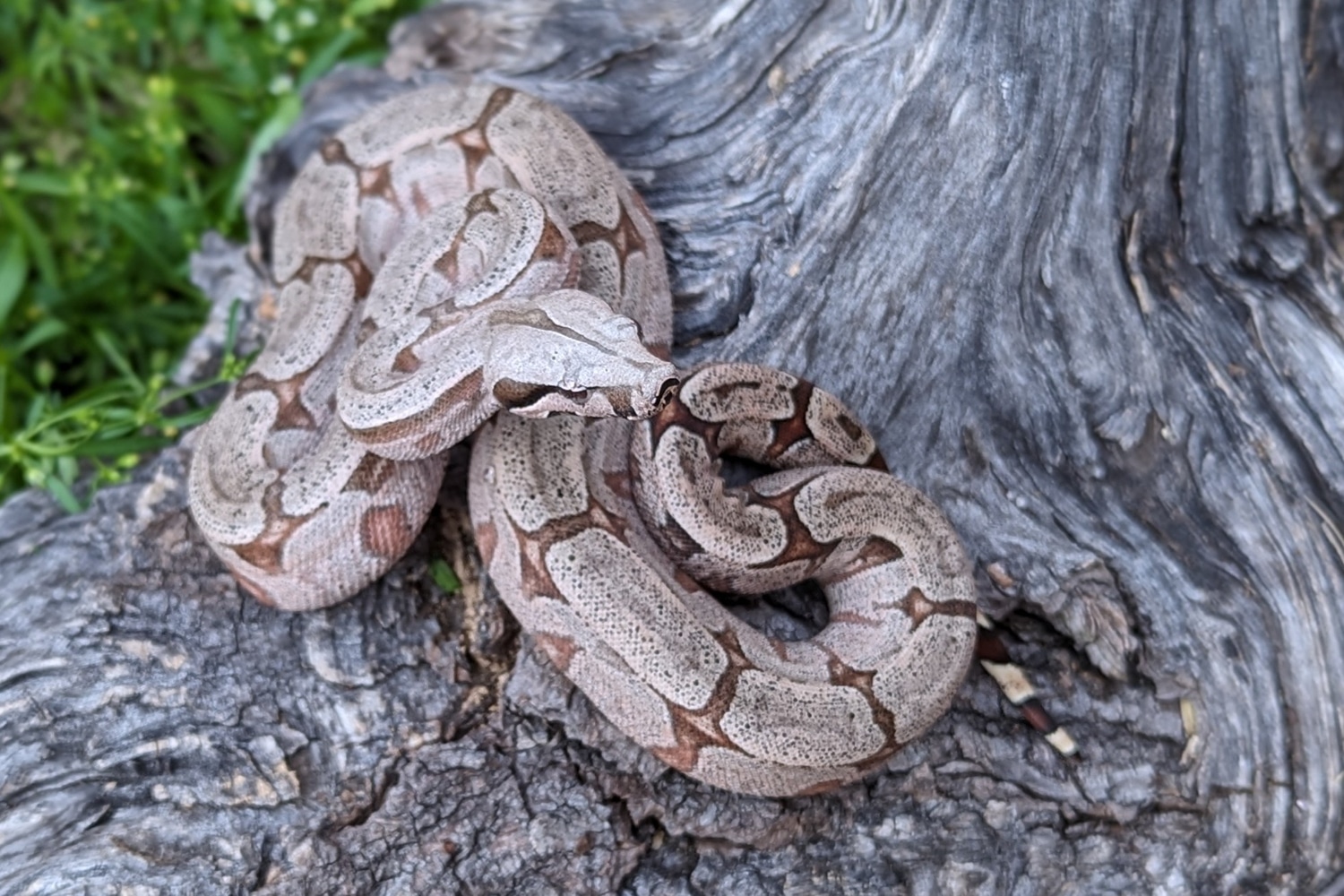 Bolivian Boa Short-Tailed Boa Constrictor by Sonja K. Reptiles LLC ...