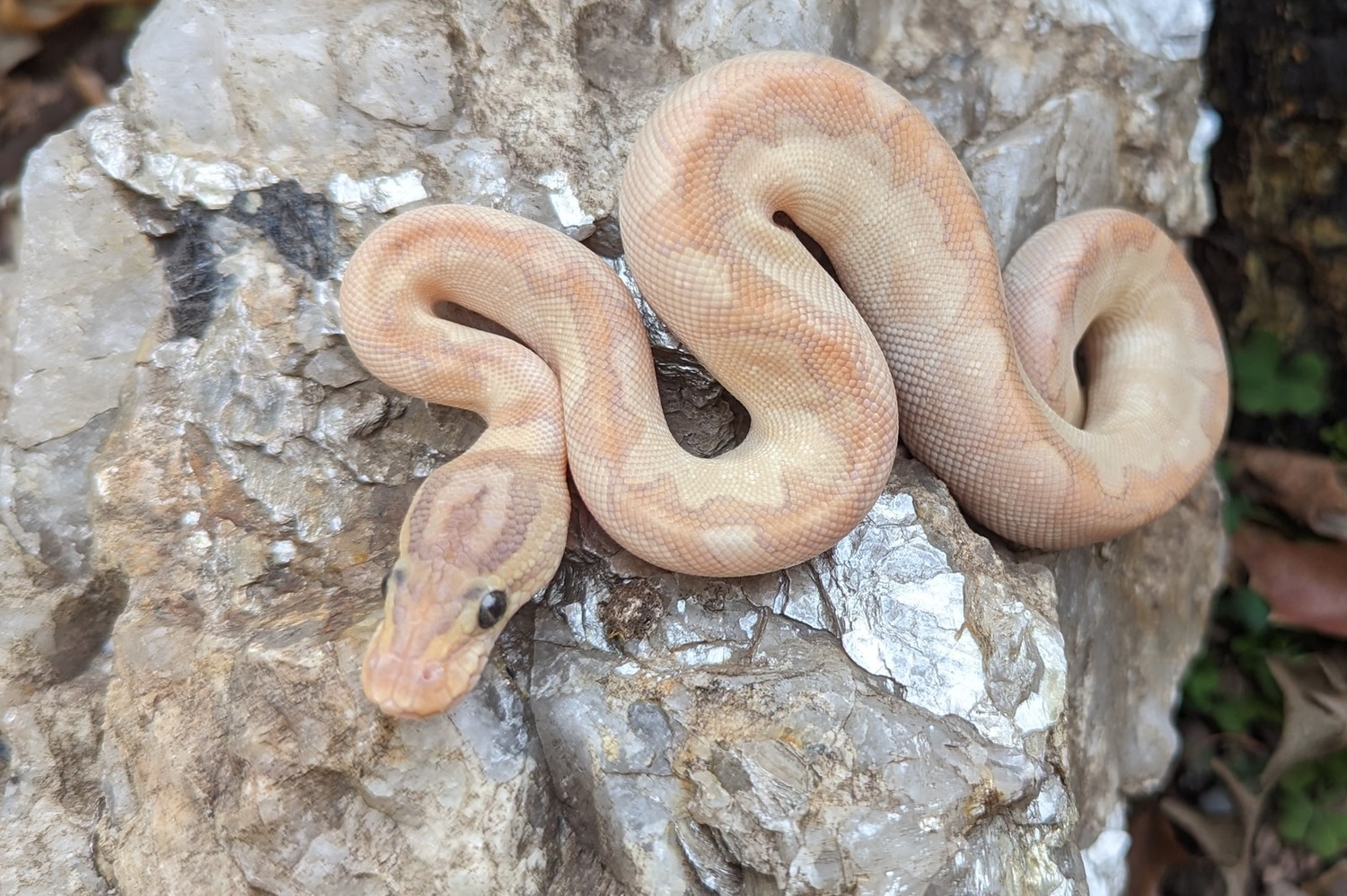 Super Special Ball Python by Sonja K. Reptiles LLC - MorphMarket