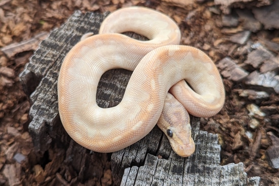 Super Special Ball Python by Sonja K. Reptiles LLC