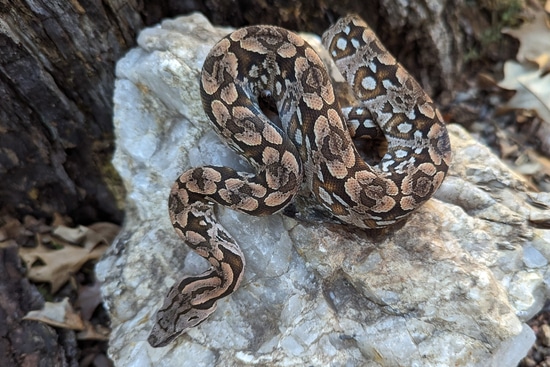 Dumeril's Dumeril's Boa by Sonja K. Reptiles LLC