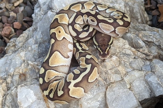 🍁 FALL SALE - Butter🍁 Ball Python by Sonja K. Reptiles LLC