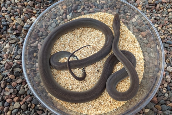 Olive Python by Sonja K. Reptiles LLC