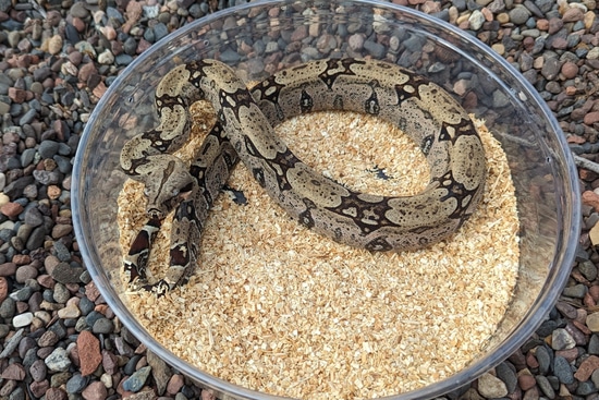 North Brazilian BCC True Red-Tailed Boa Constrictor by Sonja K ...