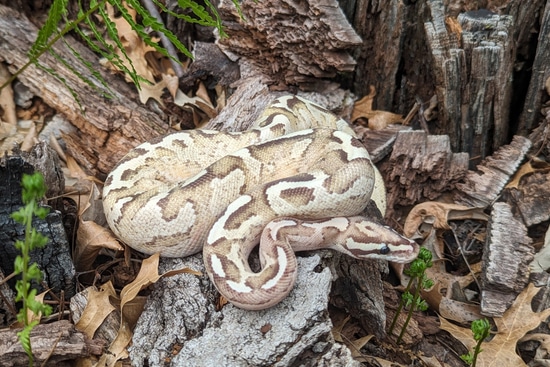 Disco Inferno Ball Python by Sonja K. Reptiles LLC