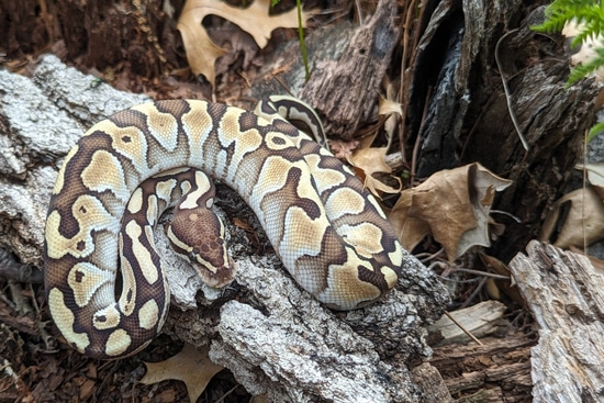 Butter Ball Python by Sonja K. Reptiles LLC