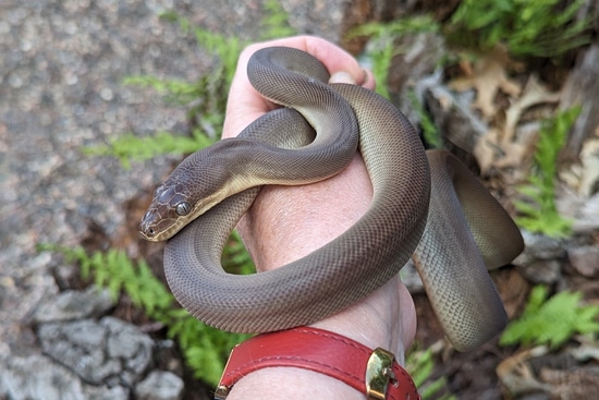 Olive Python by Sonja K. Reptiles LLC