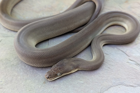 Olive Python by Sonja K. Reptiles LLC