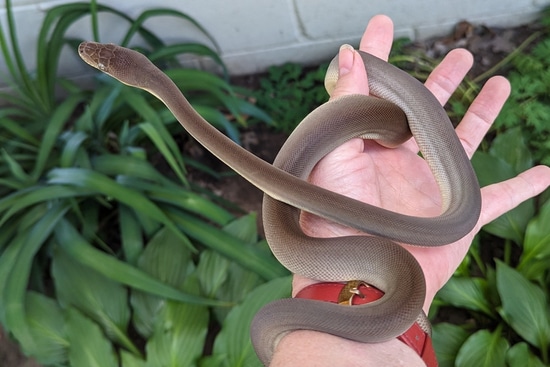 Olive Python by Sonja K. Reptiles LLC