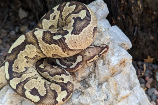 🍁 FALL SALE - Super Disco🍁 Ball Python by Sonja K. Reptiles LLC