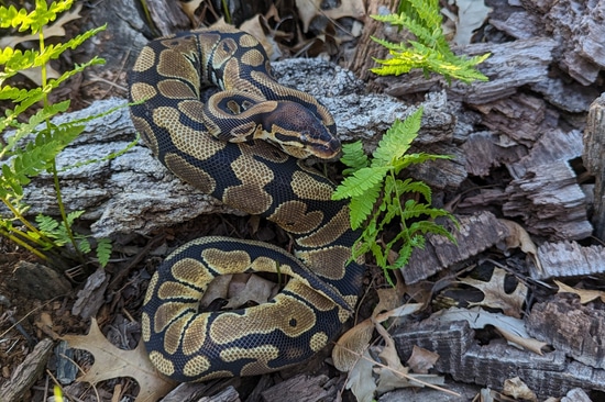 Special Ball Python by Sonja K. Reptiles LLC