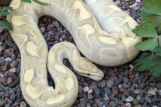 Butter Fire Enchi Ball Python by Sonja K. Reptiles LLC