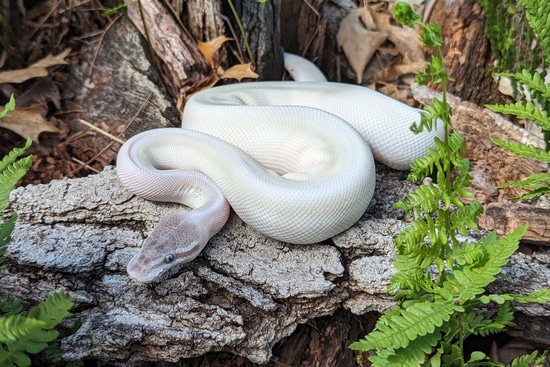 BEL Super Mojave Ball Python by Sonja K. Reptiles LLC