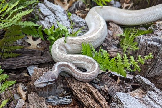 Mystic Potion Ball Python by Sonja K. Reptiles LLC