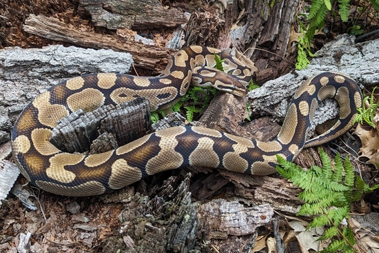 Special Ball Python by Sonja K. Reptiles LLC