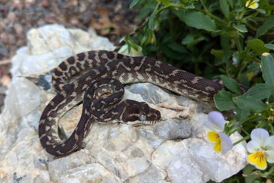 Roughscale Python Rough-Scaled Python by Sonja K. Reptiles LLC