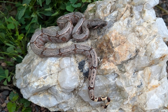 Bolivian Boa Short-Tailed Boa Constrictor by Sonja K. Reptiles LLC