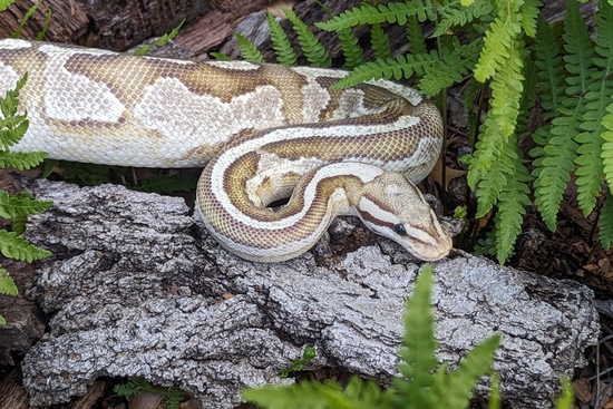 Disco Inferno Ball Python by Sonja K. Reptiles LLC