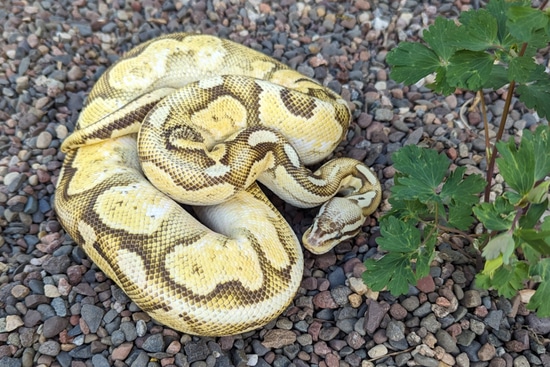 Firefly Sugar Ball Python by Sonja K. Reptiles LLC