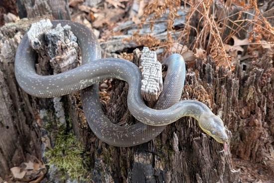 Macklot's Python by Sonja K. Reptiles LLC