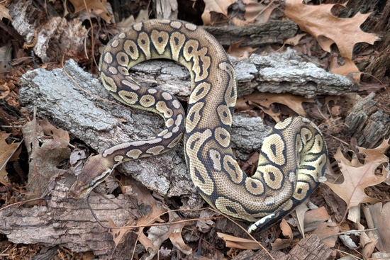 Pewter Calico Ball Python by Sonja K. Reptiles LLC