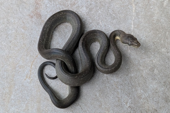 Macklot's Python by Sonja K. Reptiles LLC