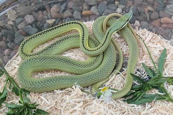 Baron's Racer (Blue X Green Pairing) More Colubrid by Sonja K. Reptiles LLC