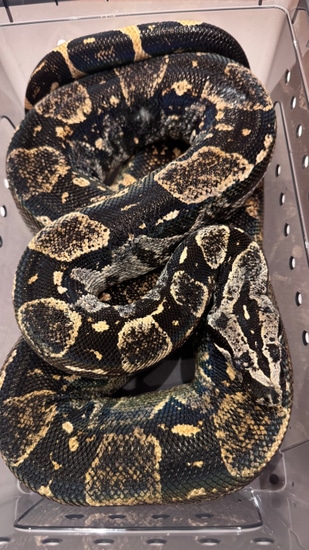 Longicauda Boa Peruvian Long-Tailed Boa Constrictor by Kang drymarchon