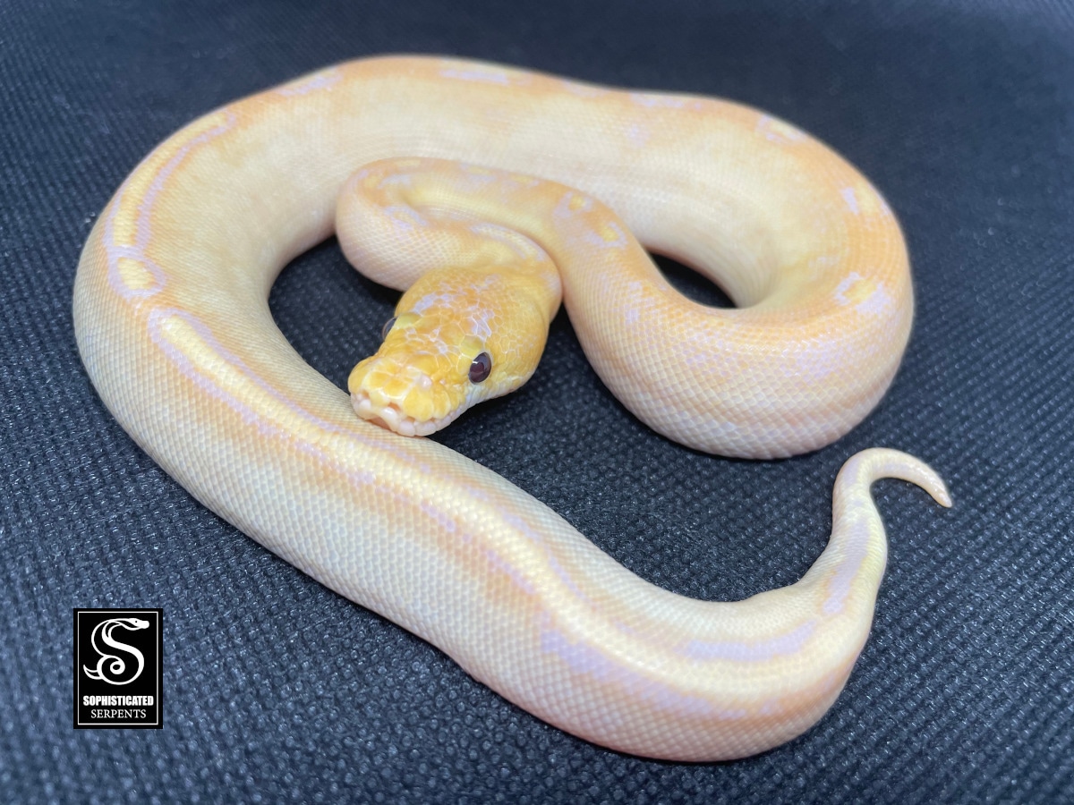 Banana Champagne Ball Python by Sophisticated Serpents - MorphMarket