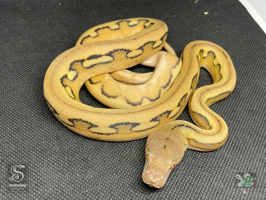 Sunfire Tiger 100% Het Genetic Stripe 100% Het Mocha Or Albino ...