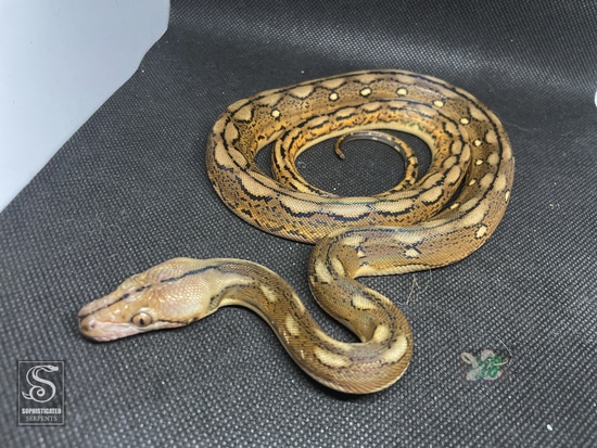 Motley Tiger Het Albino Reticulated Python by Sophisticated Serpents