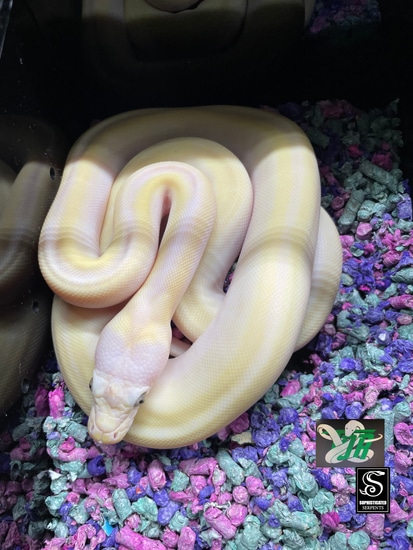 Cow Reticulated Python by Sophisticated Serpents