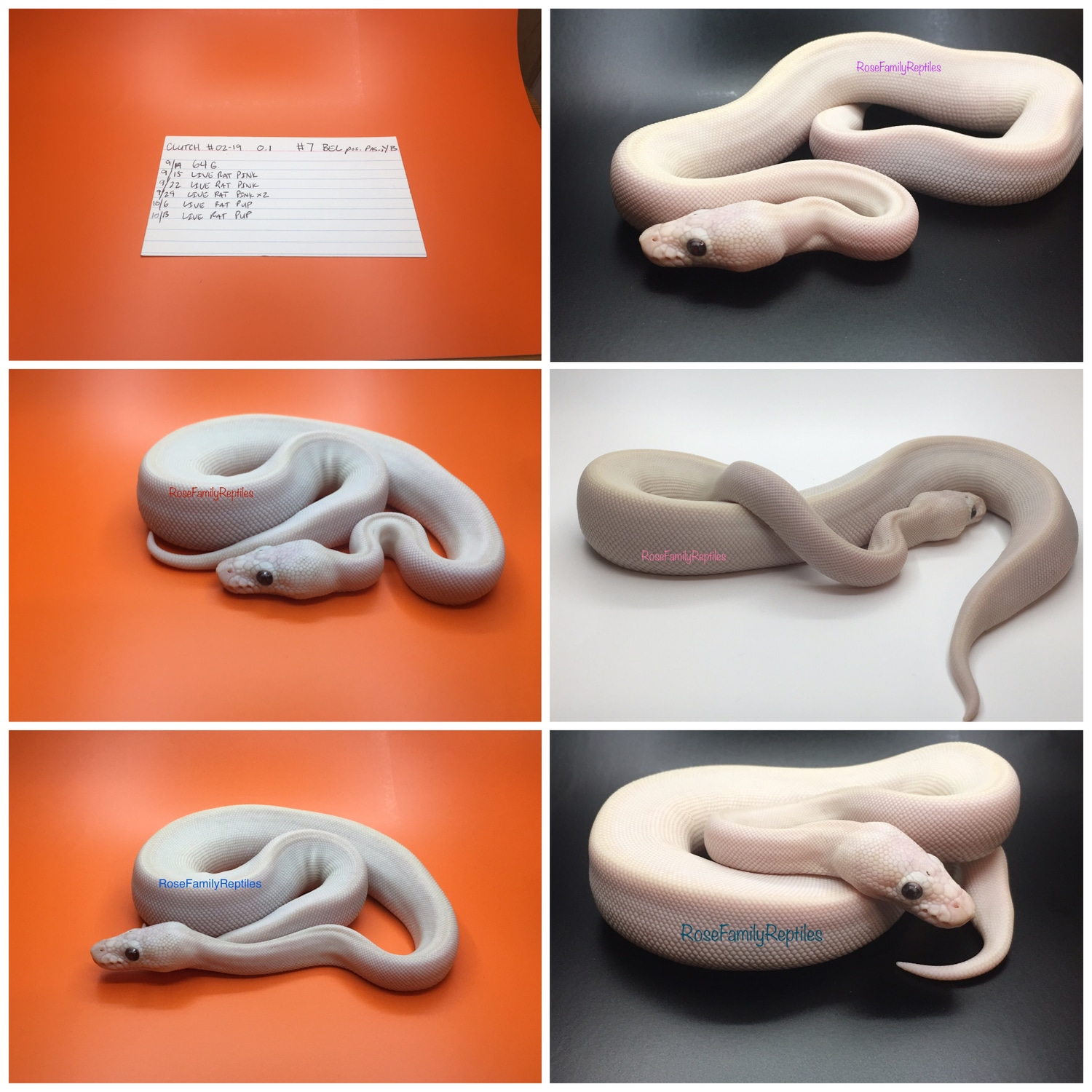 Super Lesser (BEL) Ball Python by RoseFamilyReptiles - MorphMarket