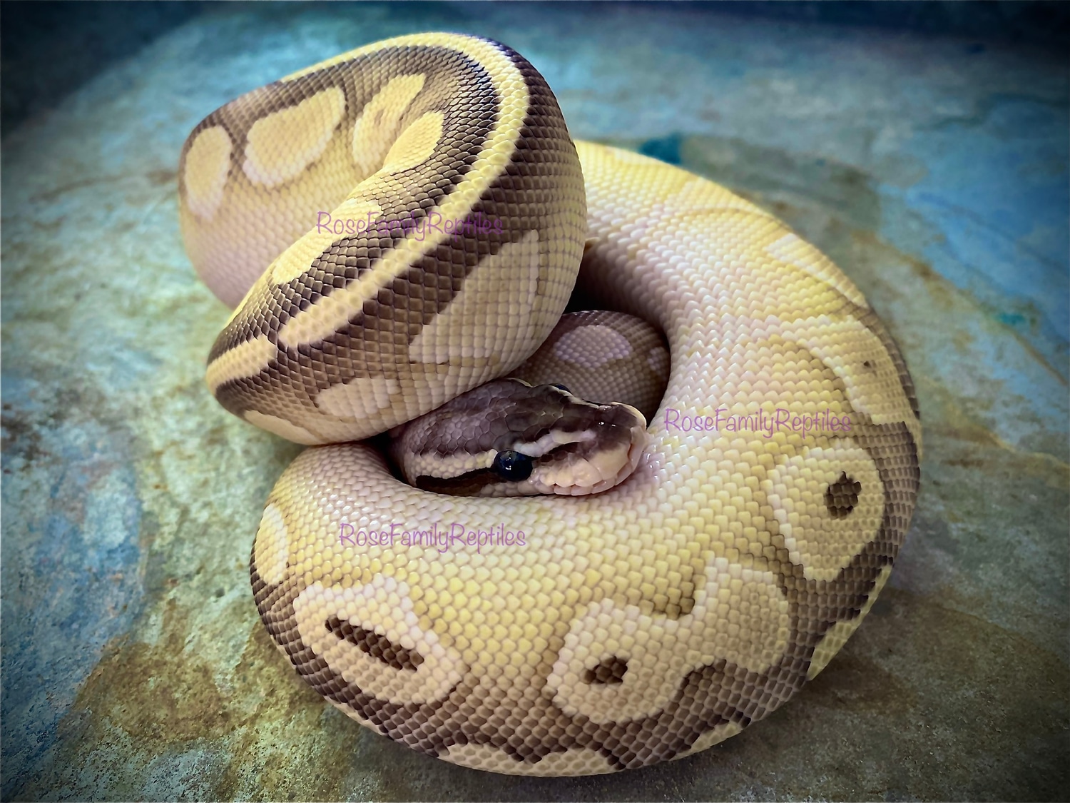 Lesser Pastel Yellowbelly Ball Python by RoseFamilyReptiles - MorphMarket