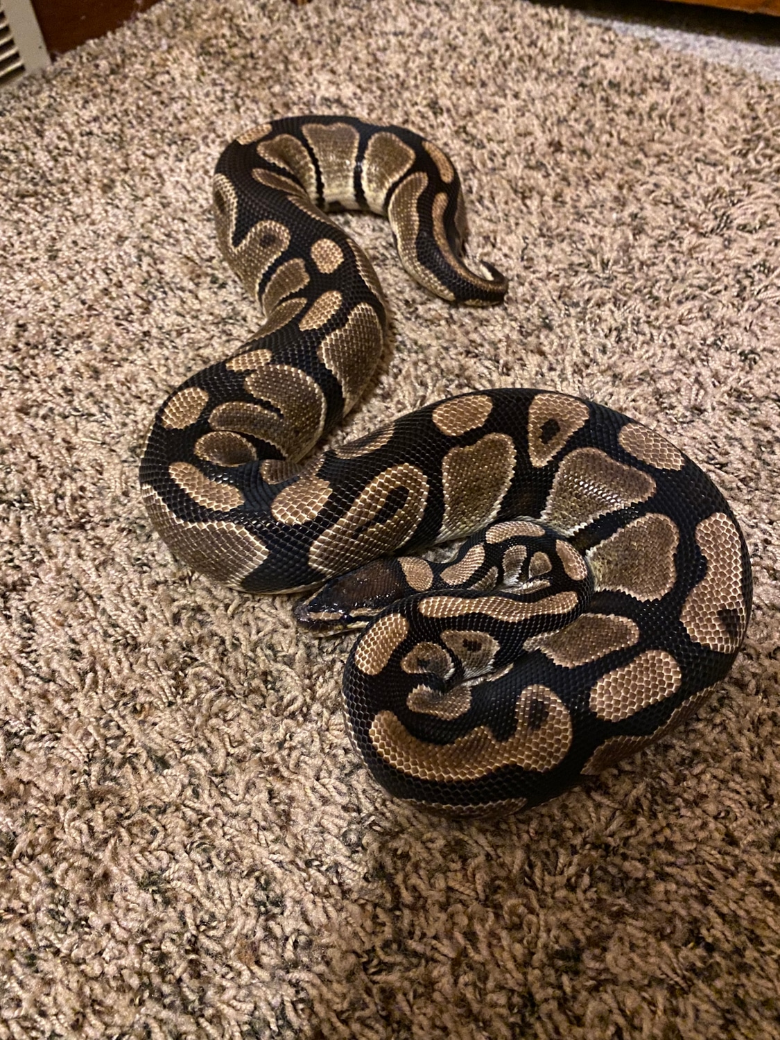 Het Pied Female Ball Python by Sorceress Serpents - MorphMarket