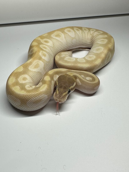 Special Mojave (Crystal) Ball Python by 6ix 6ix Serpents
