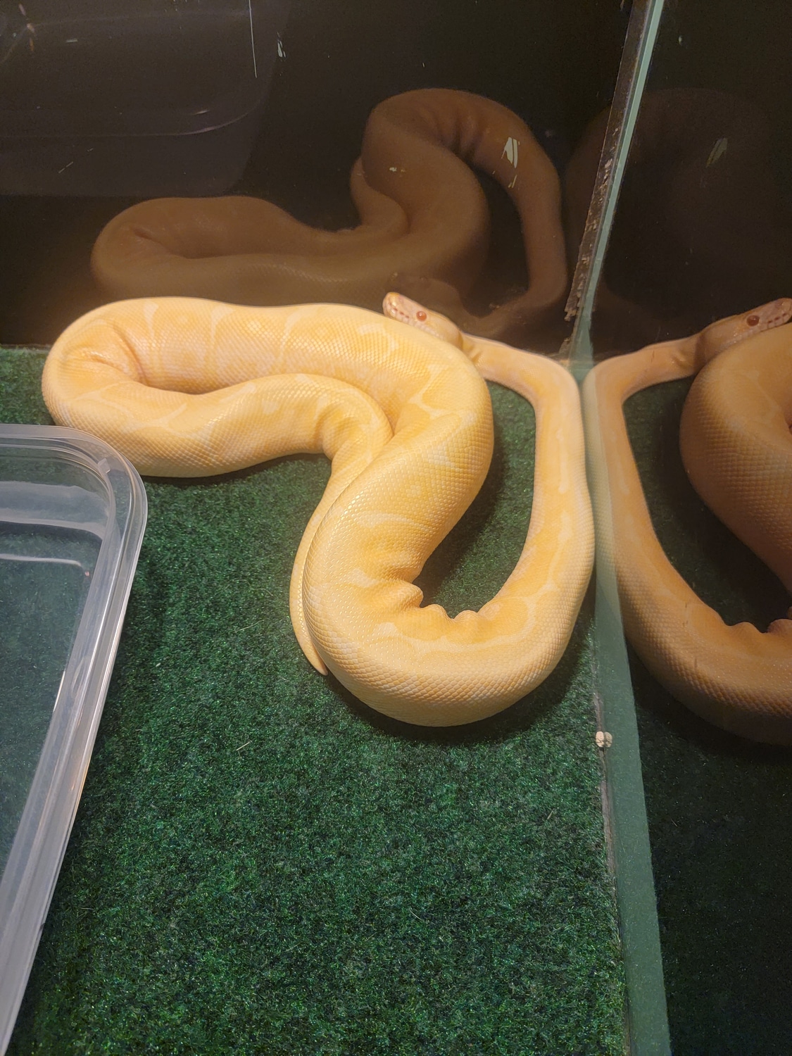 Albino Spider Ball Python by Sorrentino Reptiles - MorphMarket