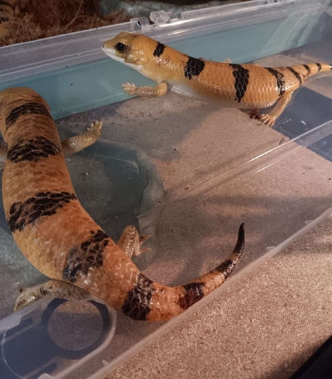 Peter's Banded Skink Other Skink by Sorrentino Reptiles