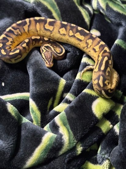 Pastel Asphalt Gravel Ball Python by Sorrentino Reptiles