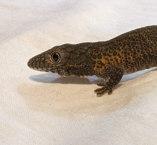 Adult Male Eurydactylodes Agricolae Chameleon Gecko by SOS Exotics